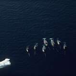 Never-before-seen footage solves the mystery of the narwhal tusk - SFGate