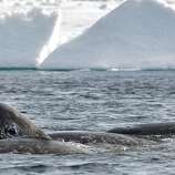 Never-before-seen footage solves the mystery of the narwhal tusk - SFGate