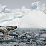 Never-before-seen footage solves the mystery of the narwhal tusk - SFGate