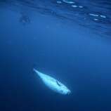 Never-before-seen footage solves the mystery of the narwhal tusk - SFGate