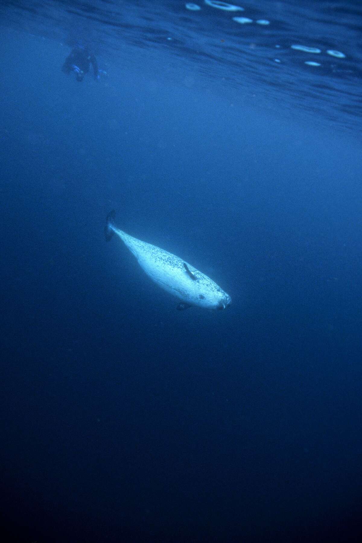 Never-before-seen footage solves the mystery of the narwhal tusk