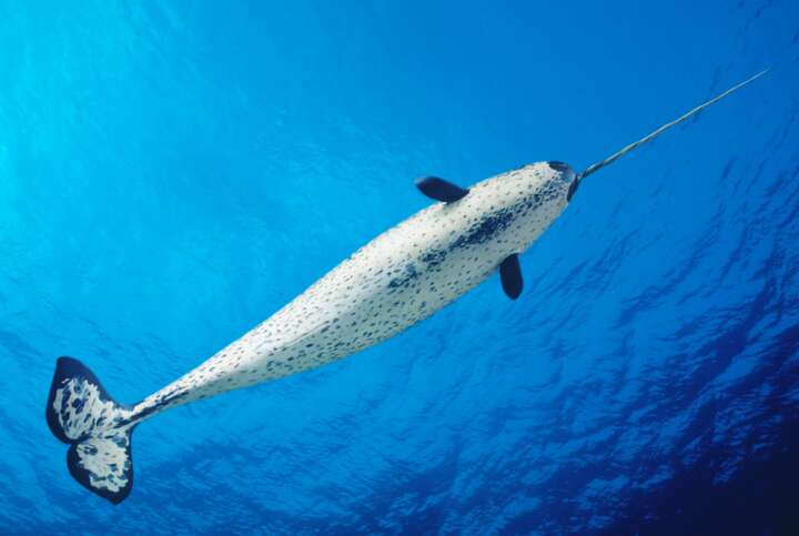 Never-before-seen footage solves the mystery of the narwhal tusk