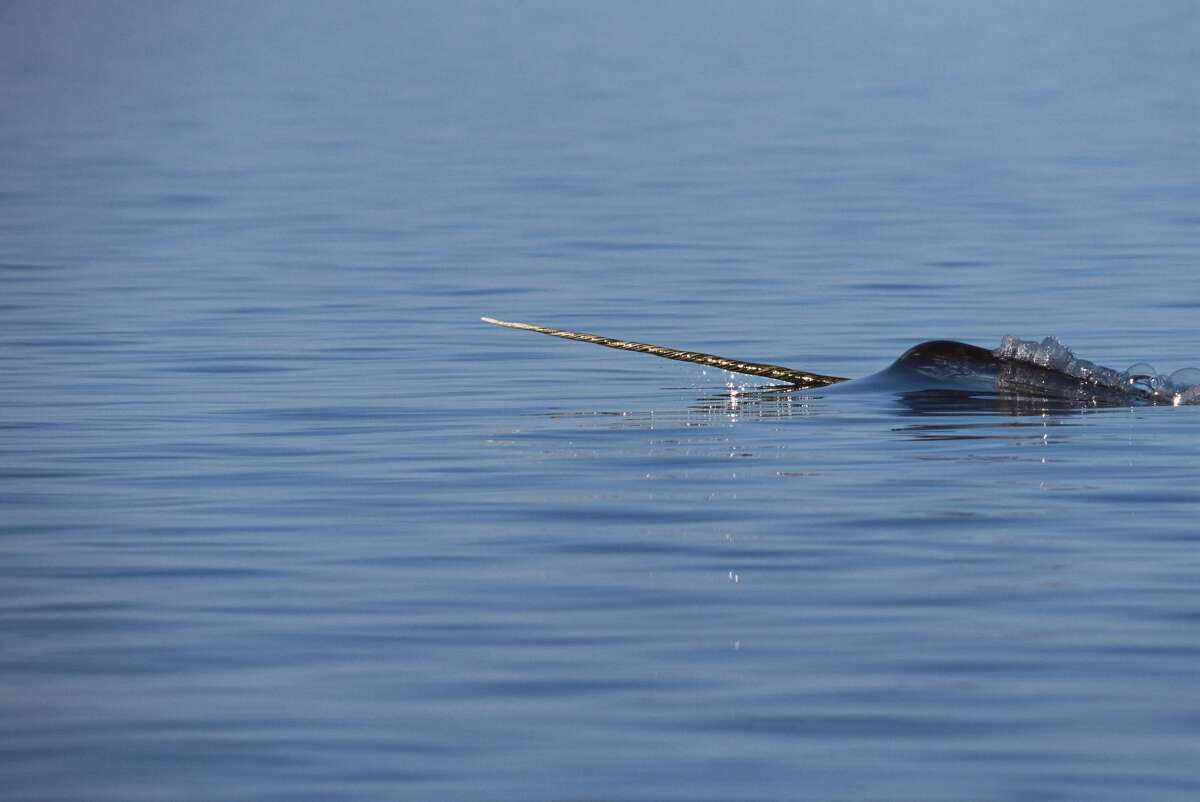 Never-before-seen footage solves the mystery of the narwhal tusk