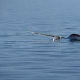 Never-before-seen footage solves the mystery of the narwhal tusk - SFGate