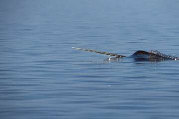 Never-before-seen footage solves the mystery of the narwhal tusk