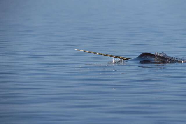 Never-before-seen footage solves the mystery of the narwhal tusk