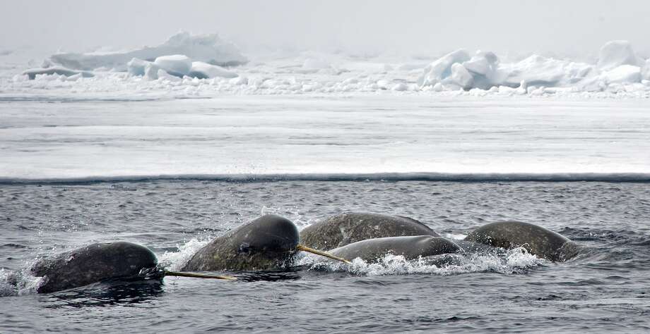 Never-before-seen footage solves the mystery of the narwhal tusk - SFGate