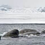Never-before-seen footage solves the mystery of the narwhal tusk - SFGate