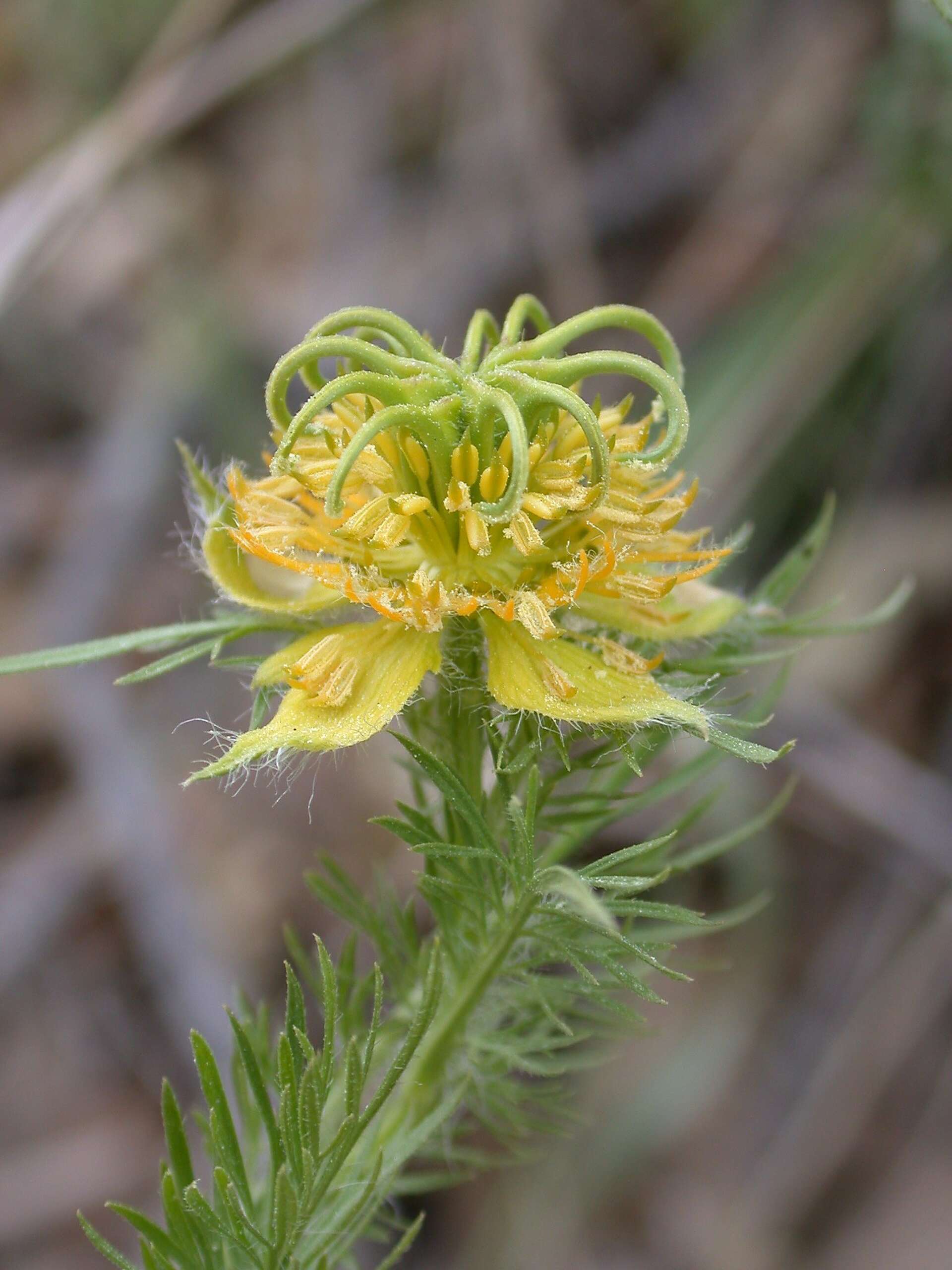 Planting the seeds of Love: Easy-care Nigellas