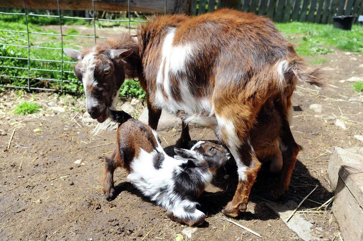 Baby goats are new kids in town at Stamford Museum & Nature Center