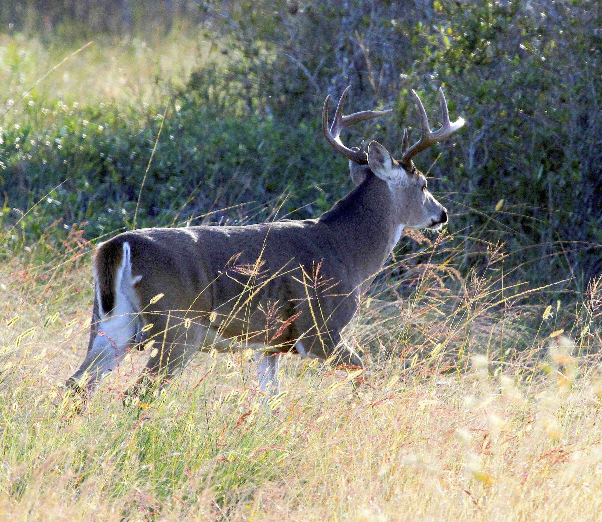 Texas tallies 50th CWD case