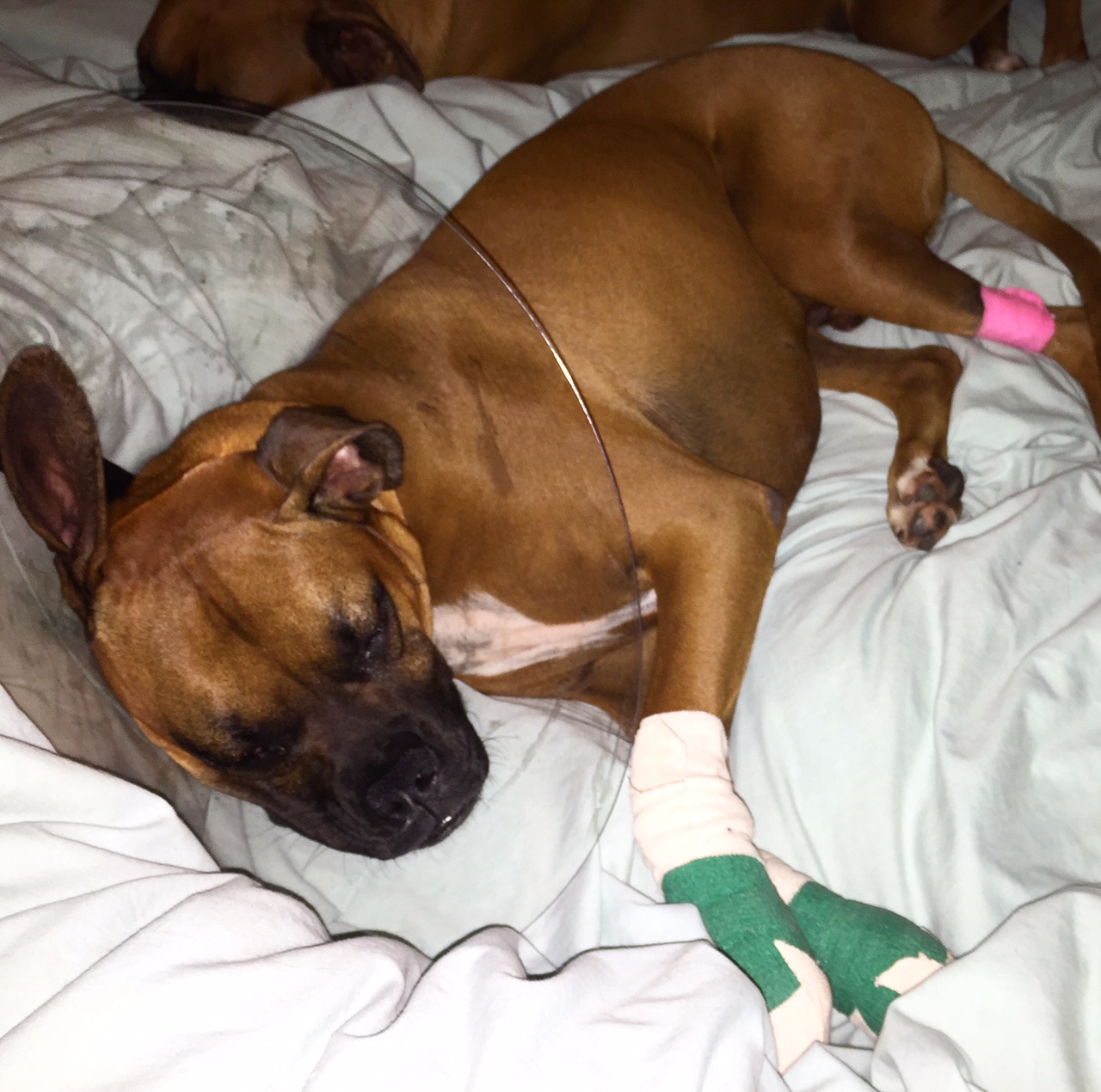 Houston Animal Control may not help if a stray dog attacks your pet