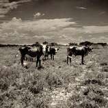 New book peeks inside life at famed King Ranch - San Antonio Express-News