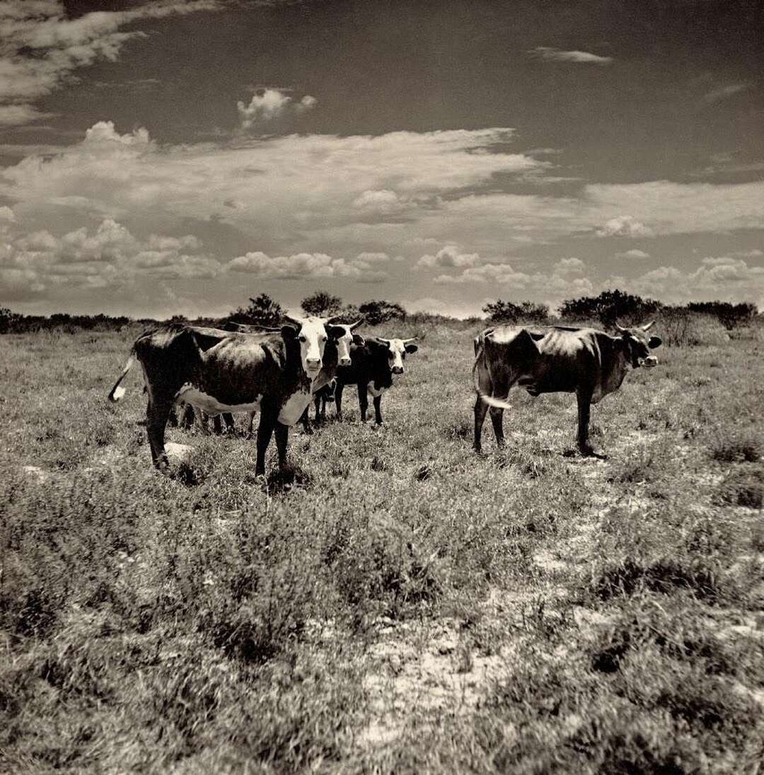 New book peeks inside life at famed King Ranch