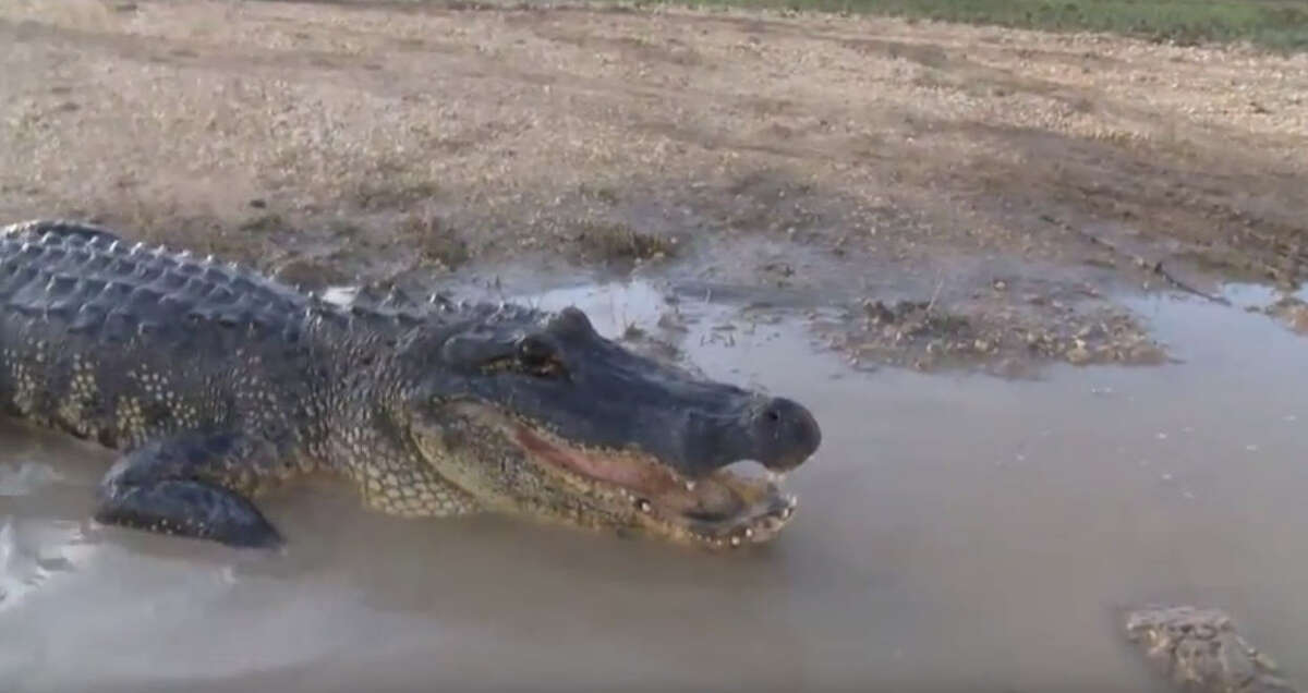 Video: Alligator 'Jaws' attacks SUV as wrangler 'Gator' Chris tries to ...
