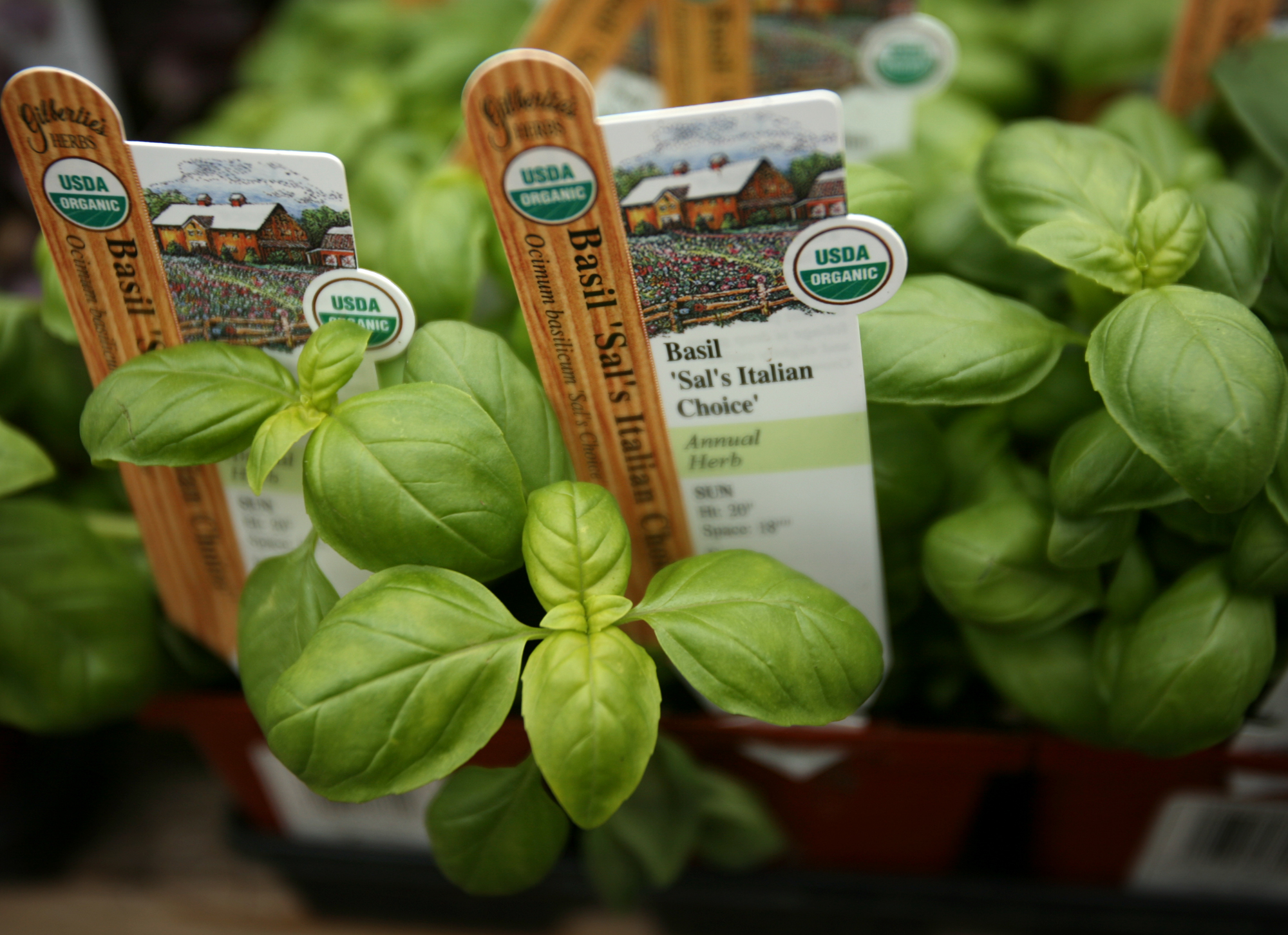 Basil Fest at The Pearl an herbaceously good time