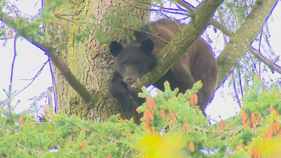 Bear stuck high atop tree near elementary school in Renton - seattlepi.com