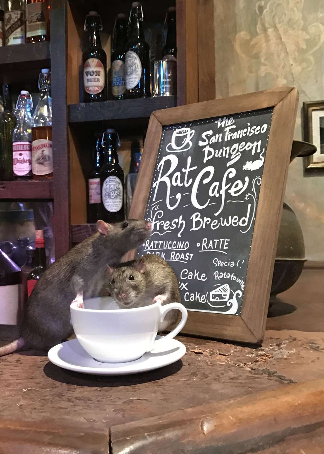 Dine with rats at San Francisco's upcoming pop-up 'Rat Cafe'