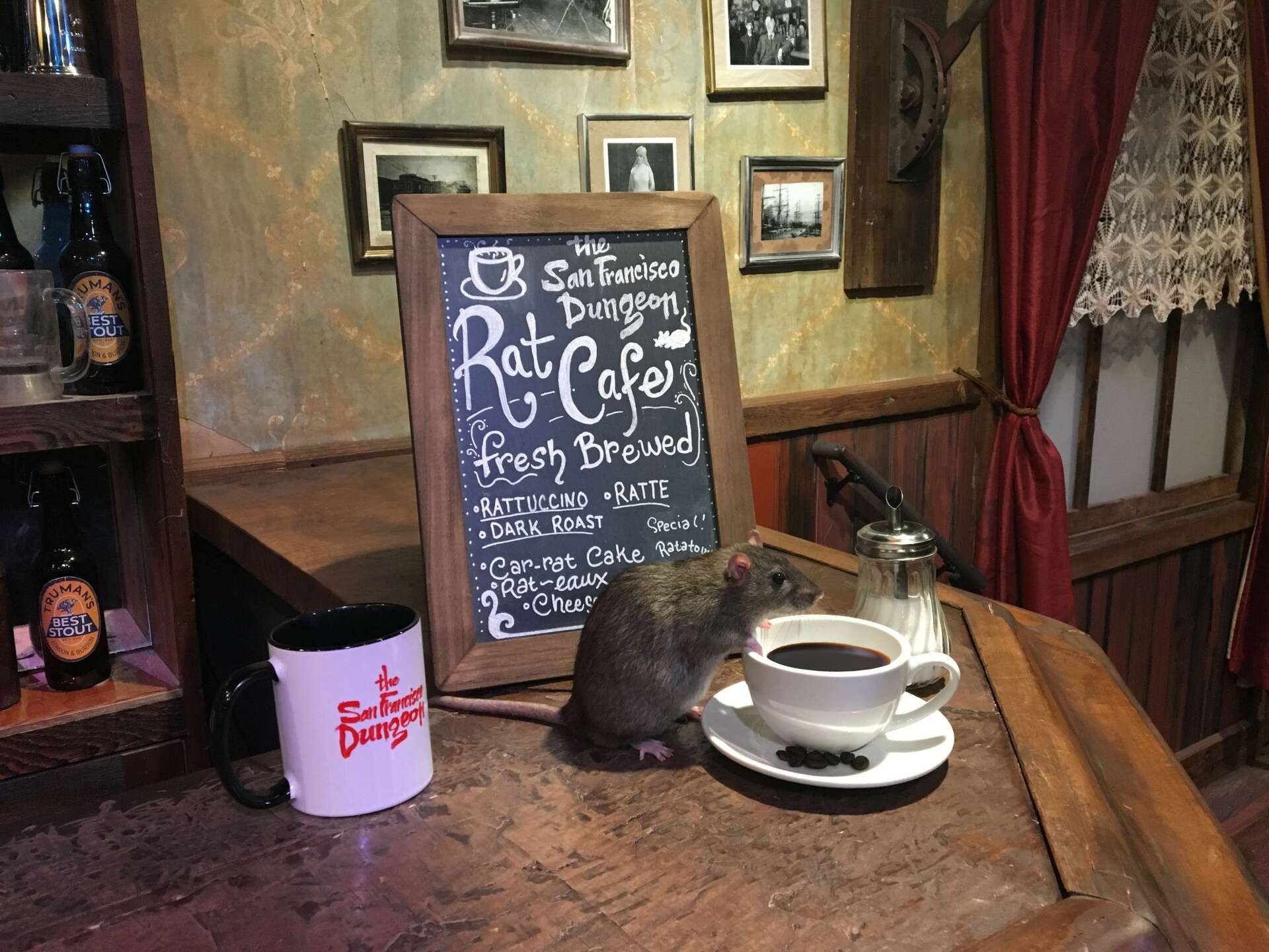 Dine with rats at San Francisco's upcoming pop-up 'Rat Cafe'