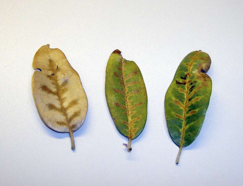 Fatal oak tree disease resurfaces in Glenville