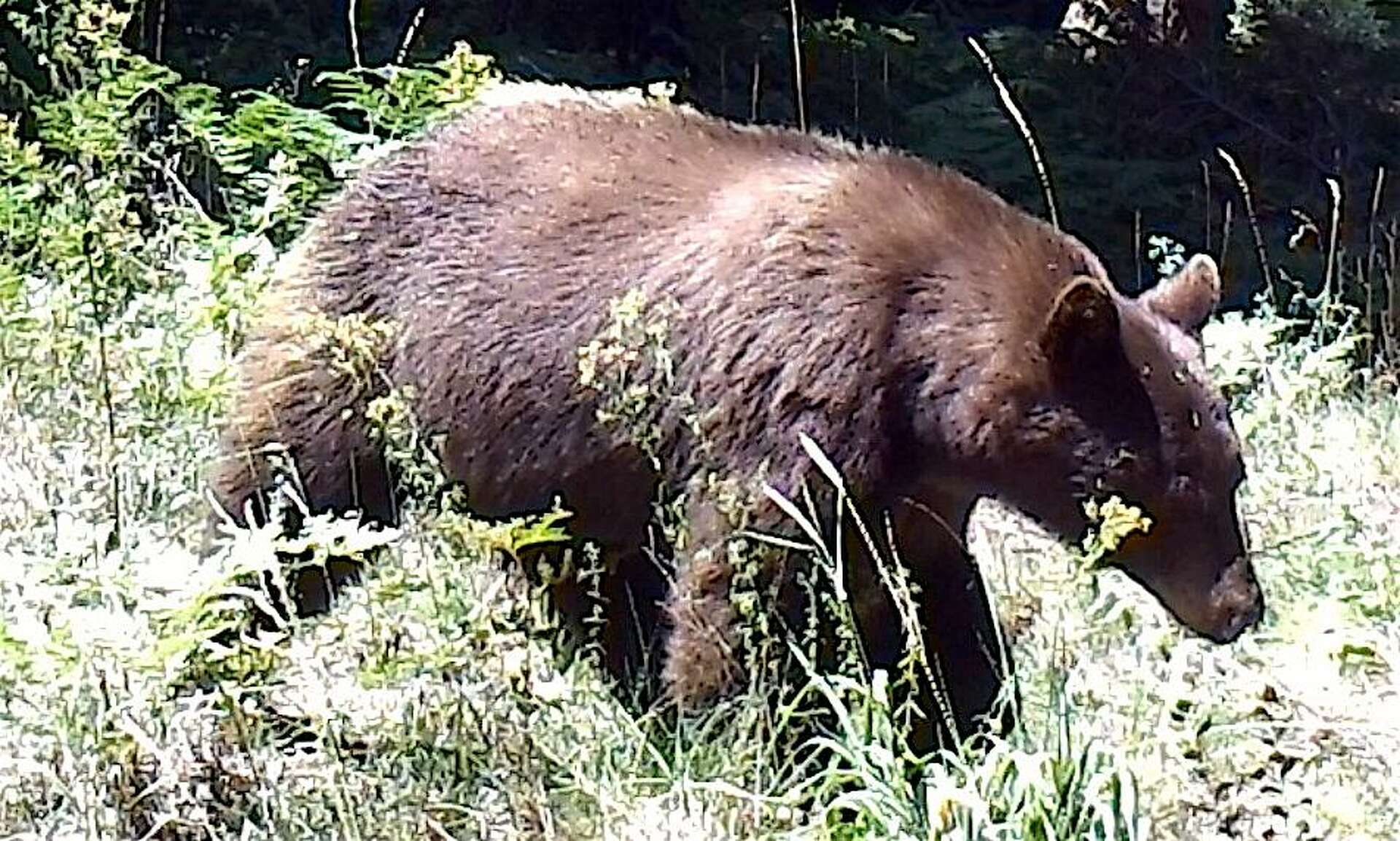 Bears saved from hunt; National Popular Vote uncertain