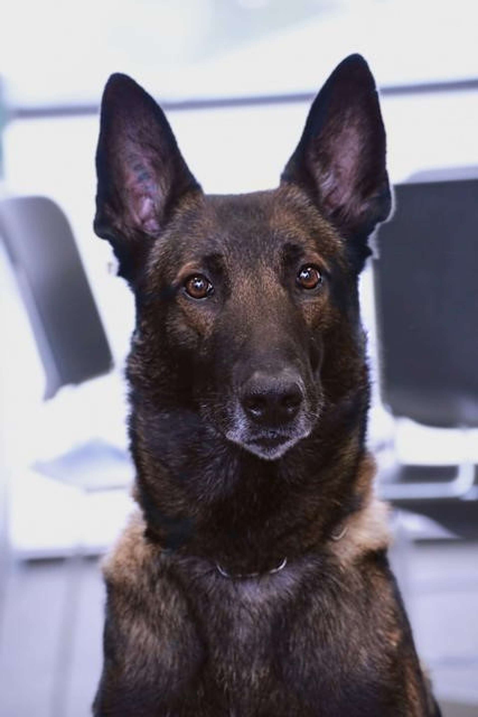 Two Texas dogs up to become America's top dog
