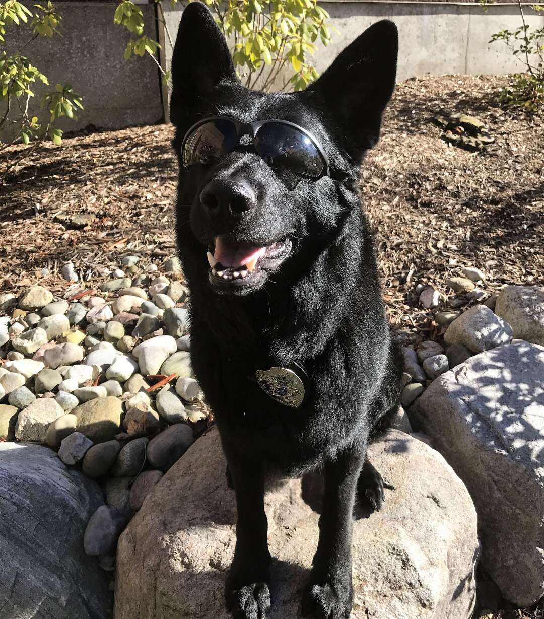 Two Texas dogs up to become America's top dog