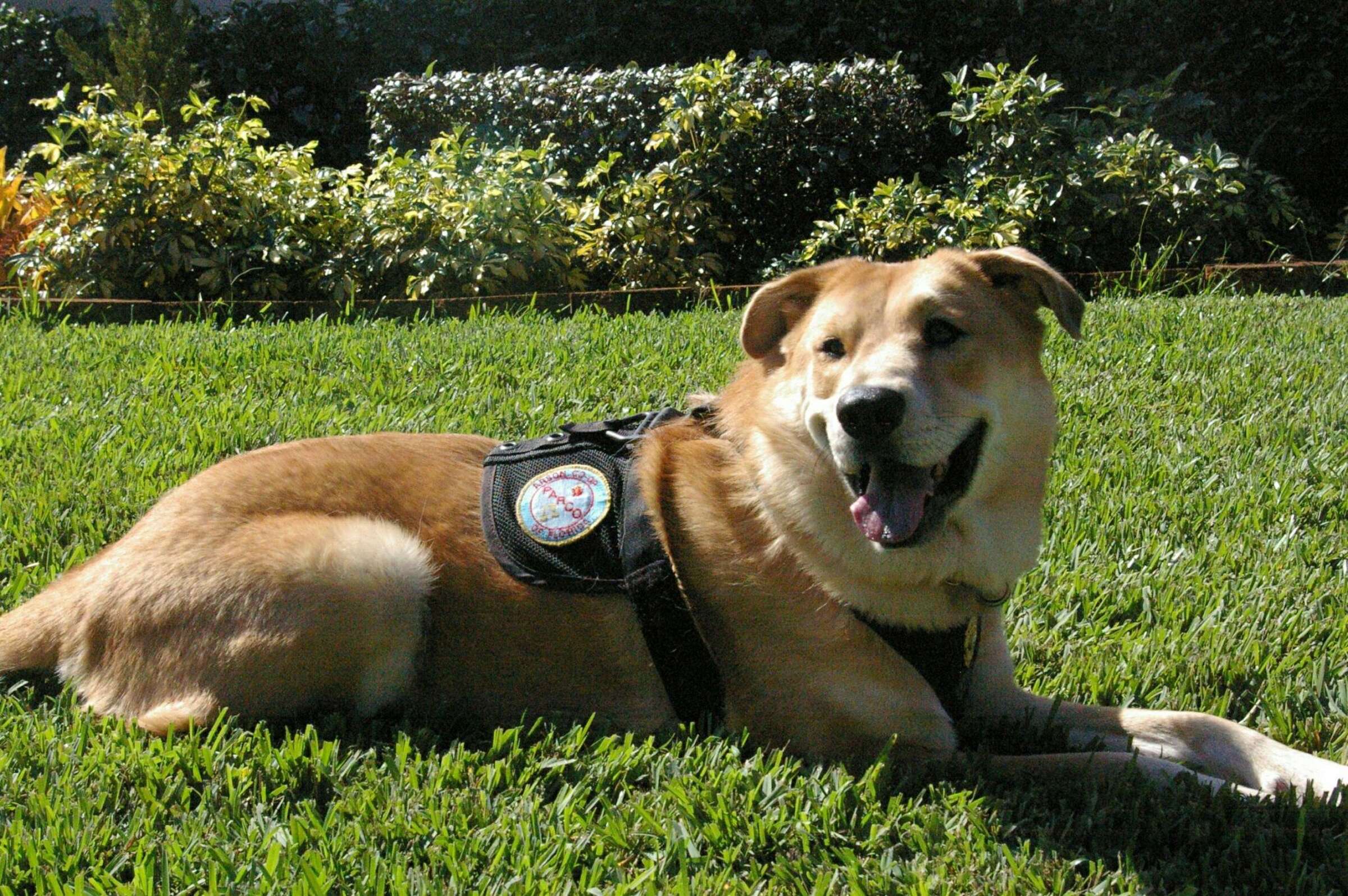 Two Texas dogs up to become America's top dog