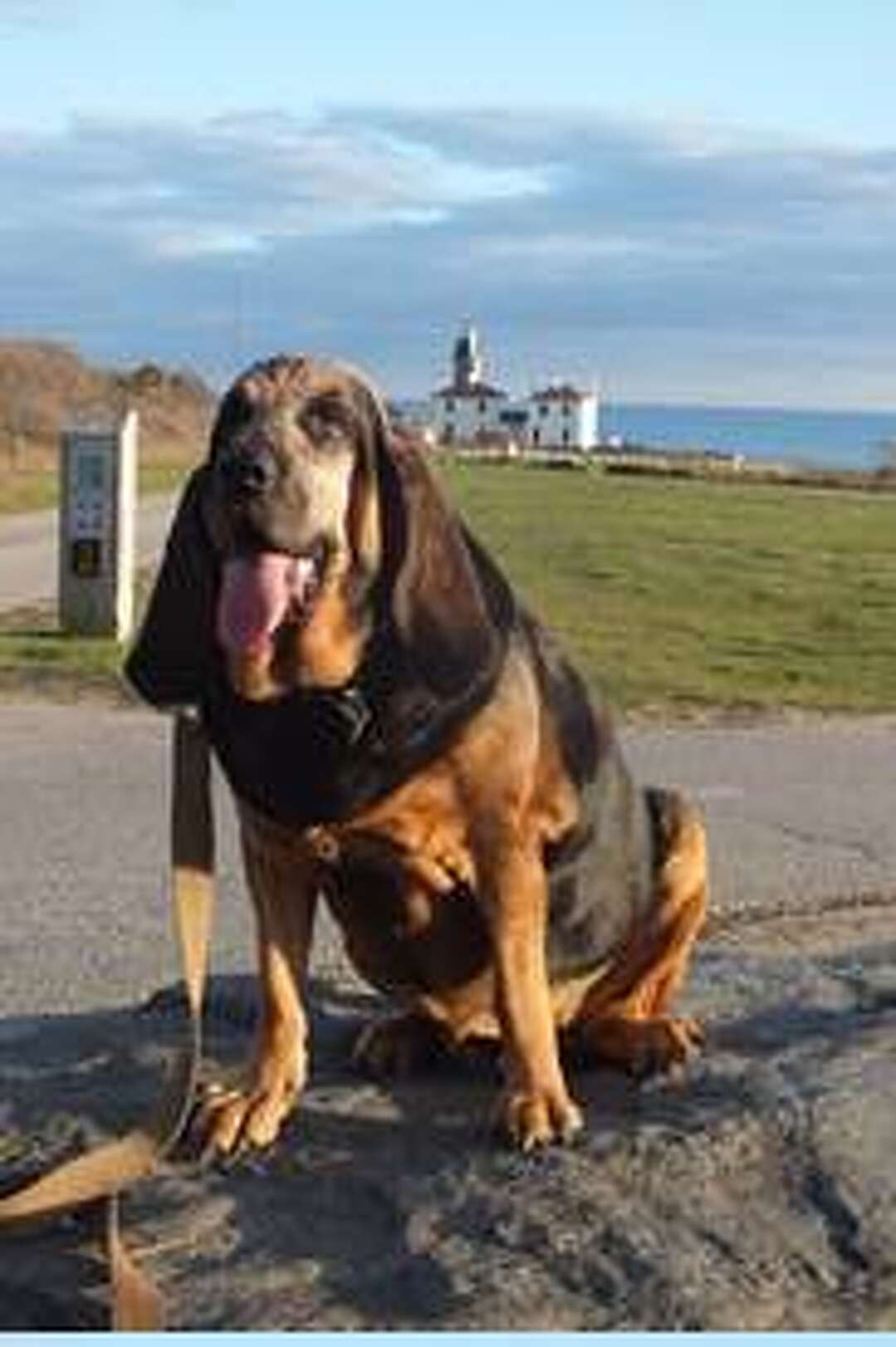 Two Texas dogs up to become America's top dog