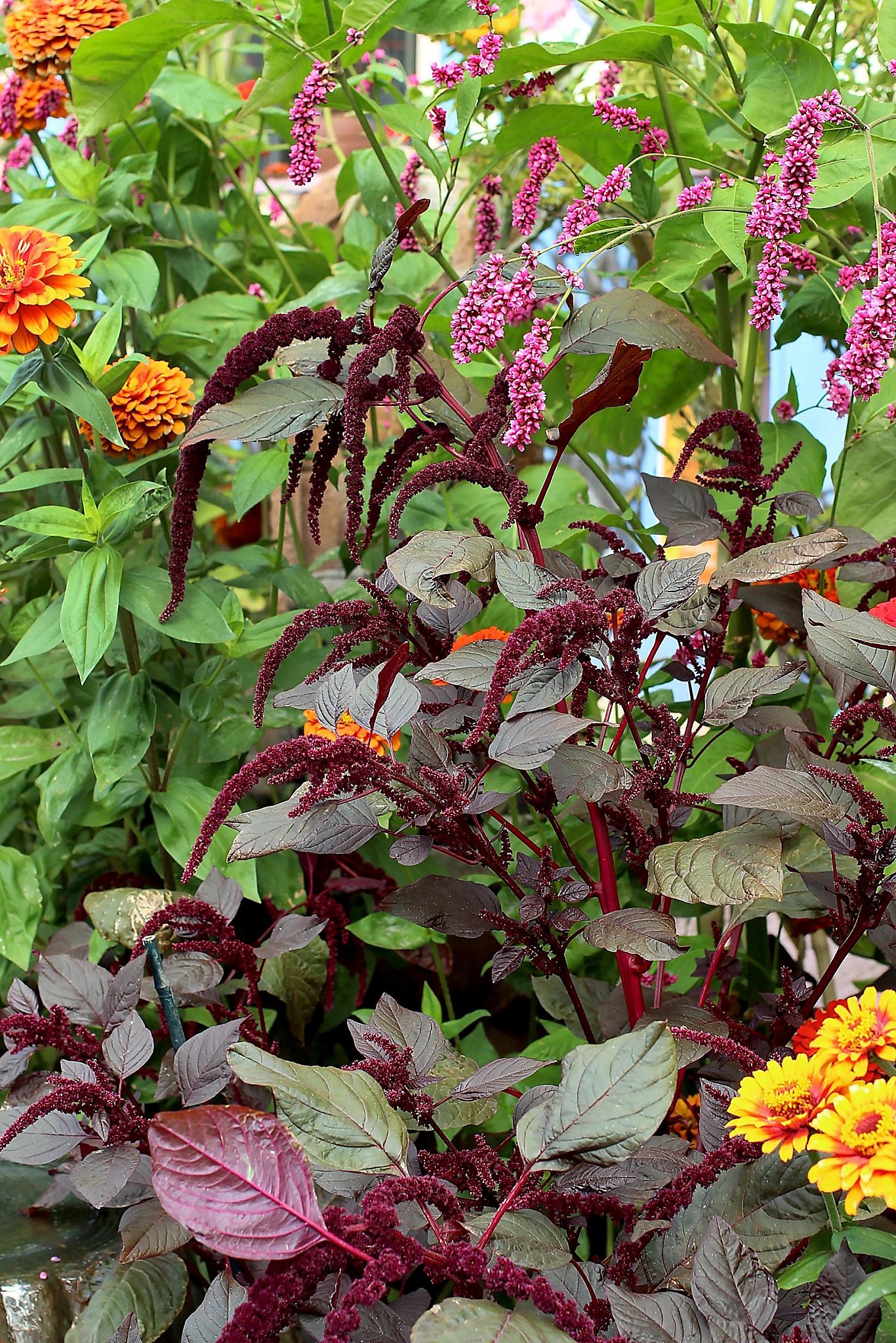 Amaranthus: Dripping in color and drama