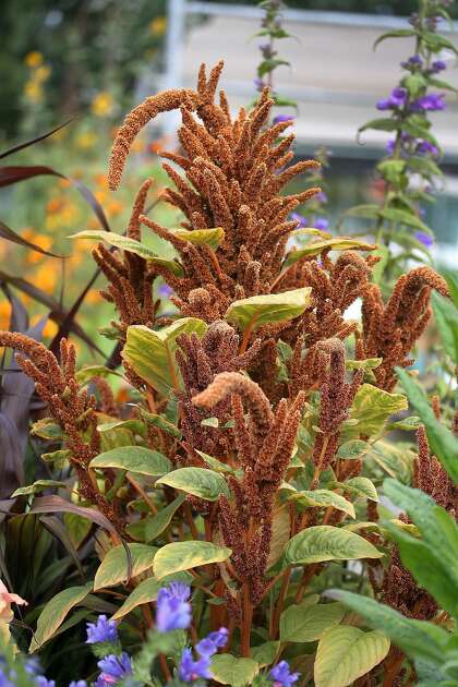 Amaranthus: Dripping in color and drama - SFChronicle.com