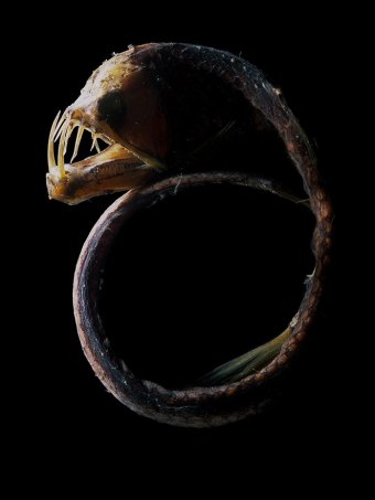 PHOTOS: Meet 'Alien' creatures from Australia's eastern abyss