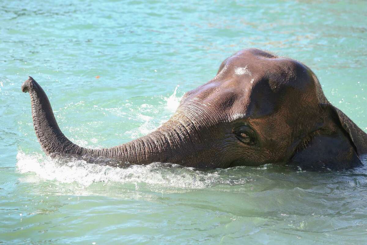 Houston Zoo shows off elephants' habitat expansion
