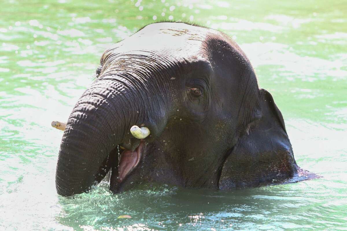 Houston Zoo shows off elephants' habitat expansion