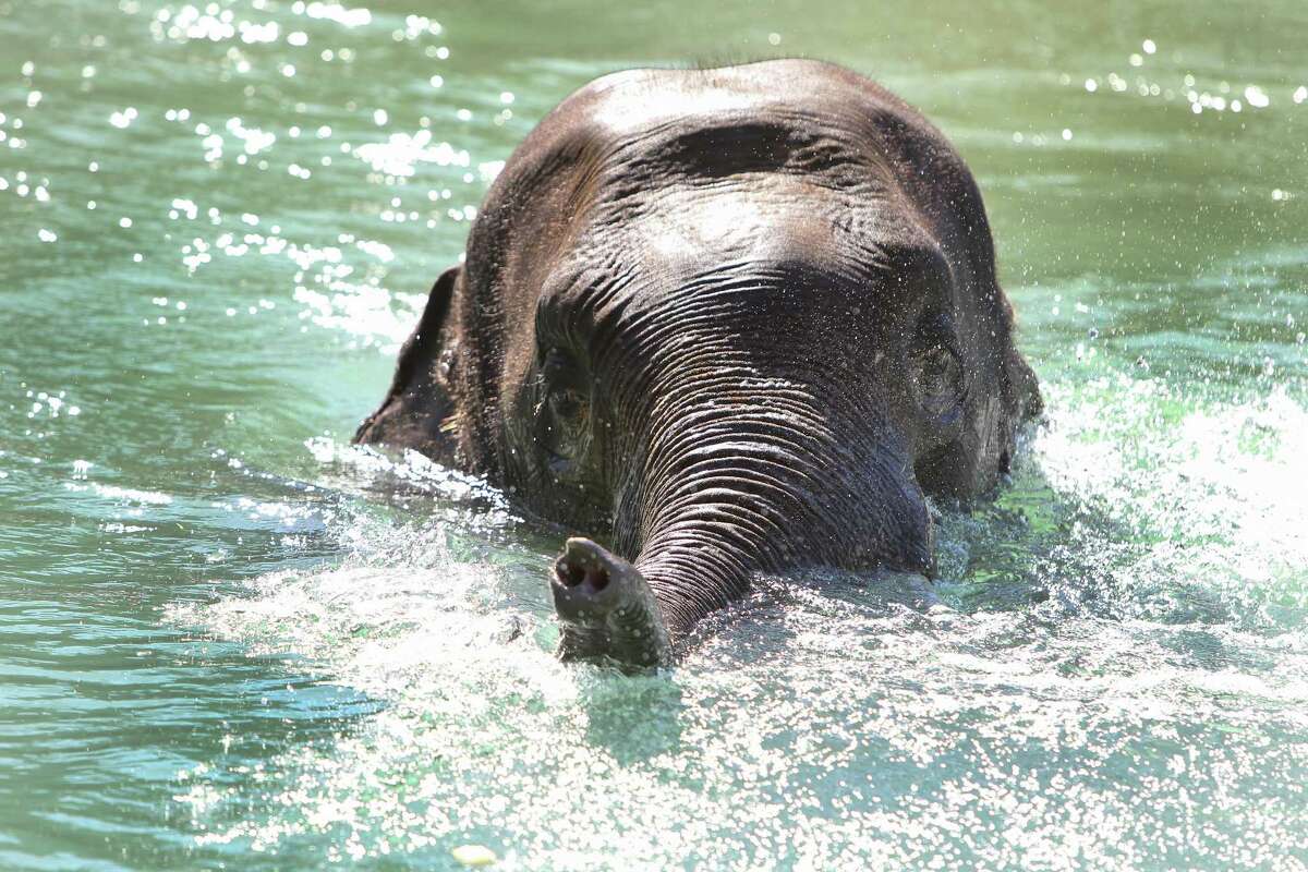 Houston Zoo shows off elephants' habitat expansion