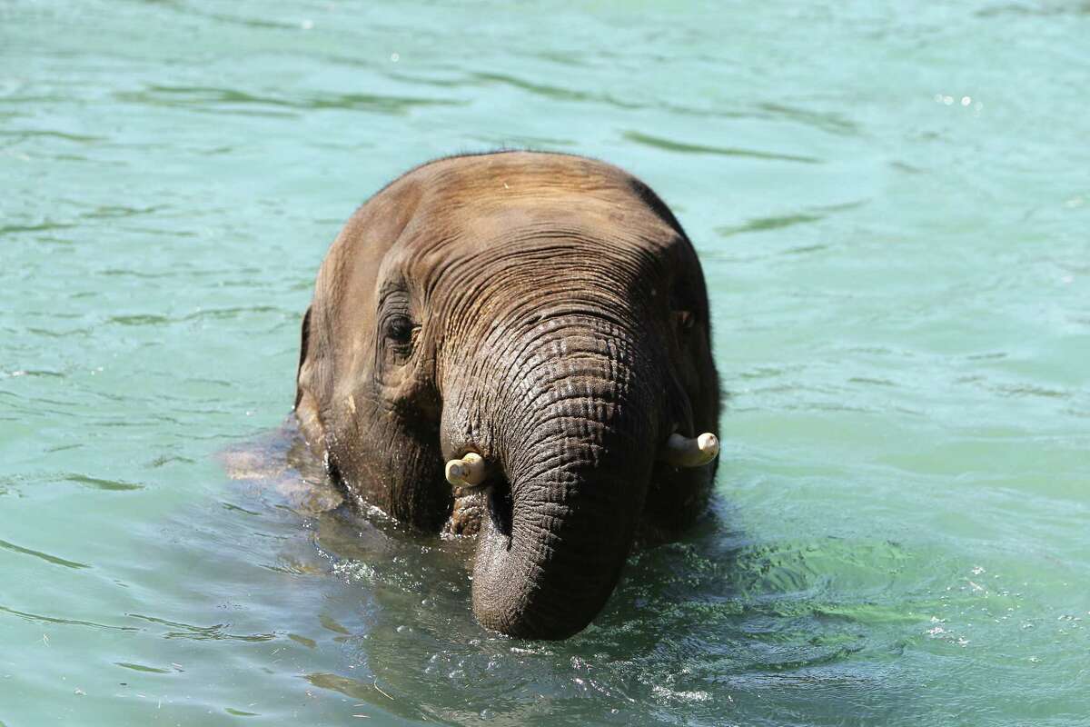 Houston Zoo shows off elephants' habitat expansion