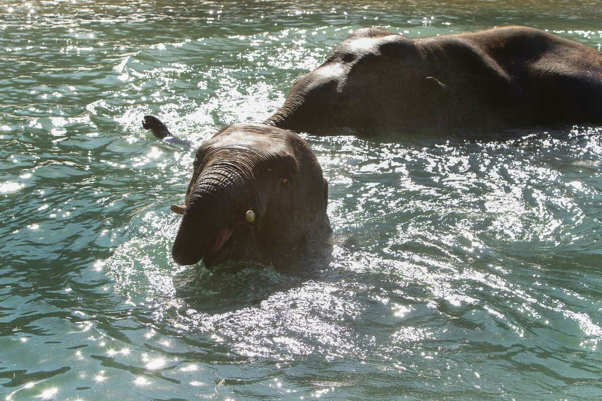 Houston Zoo shows off elephants' habitat expansion