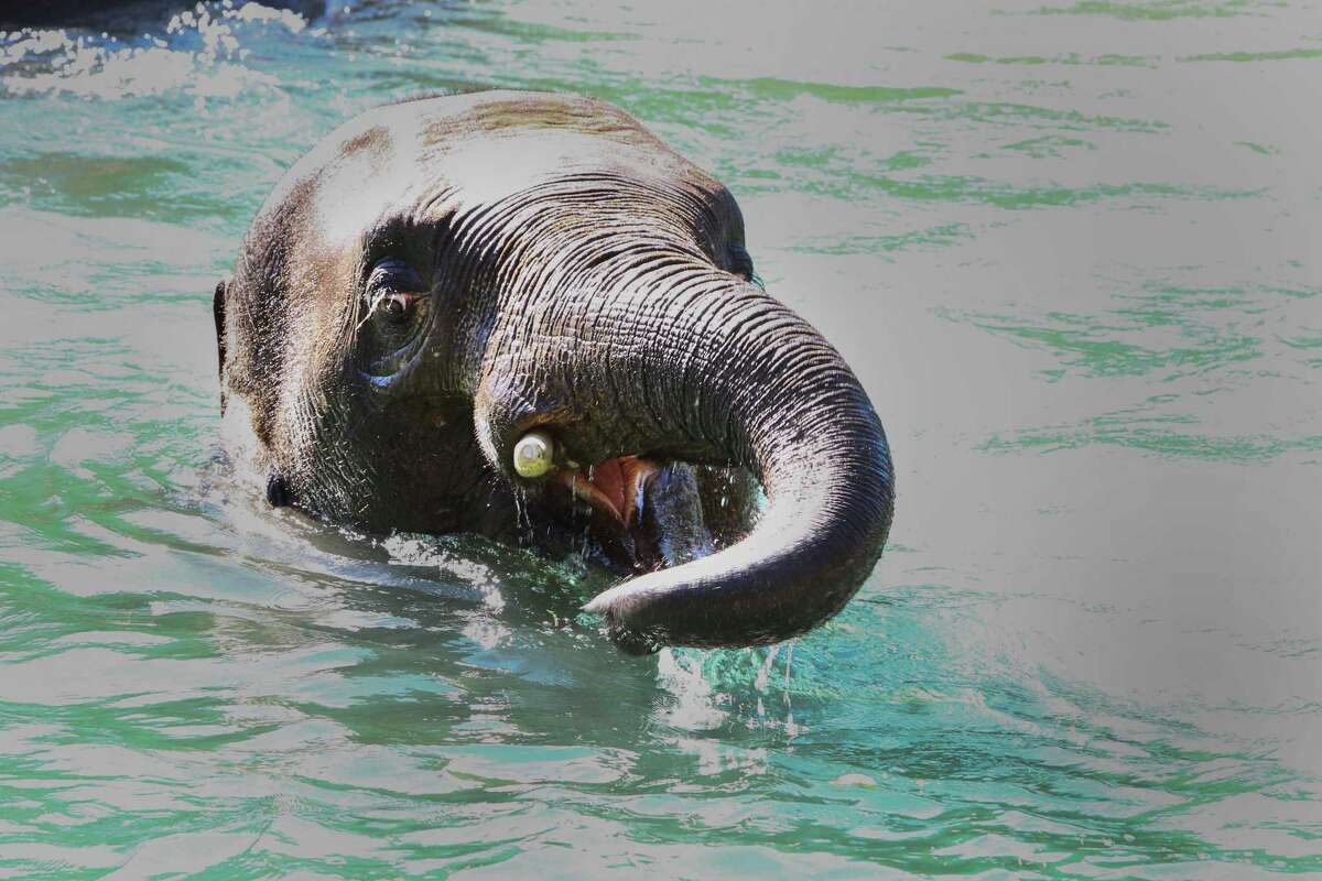 Houston Zoo shows off elephants' habitat expansion