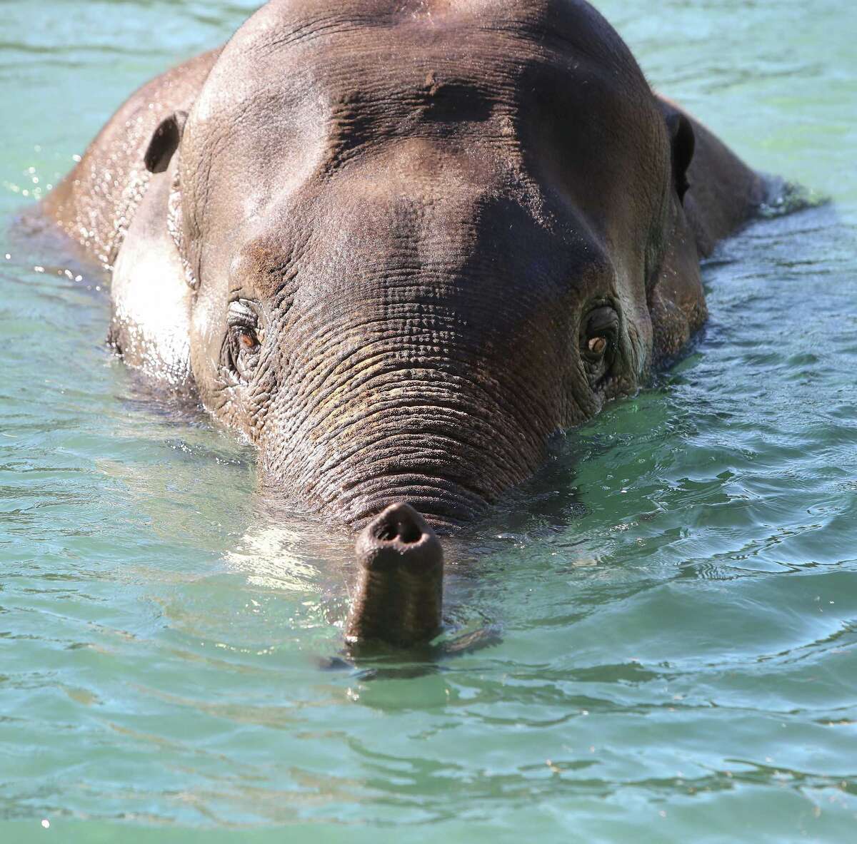 Houston Zoo shows off elephants' habitat expansion