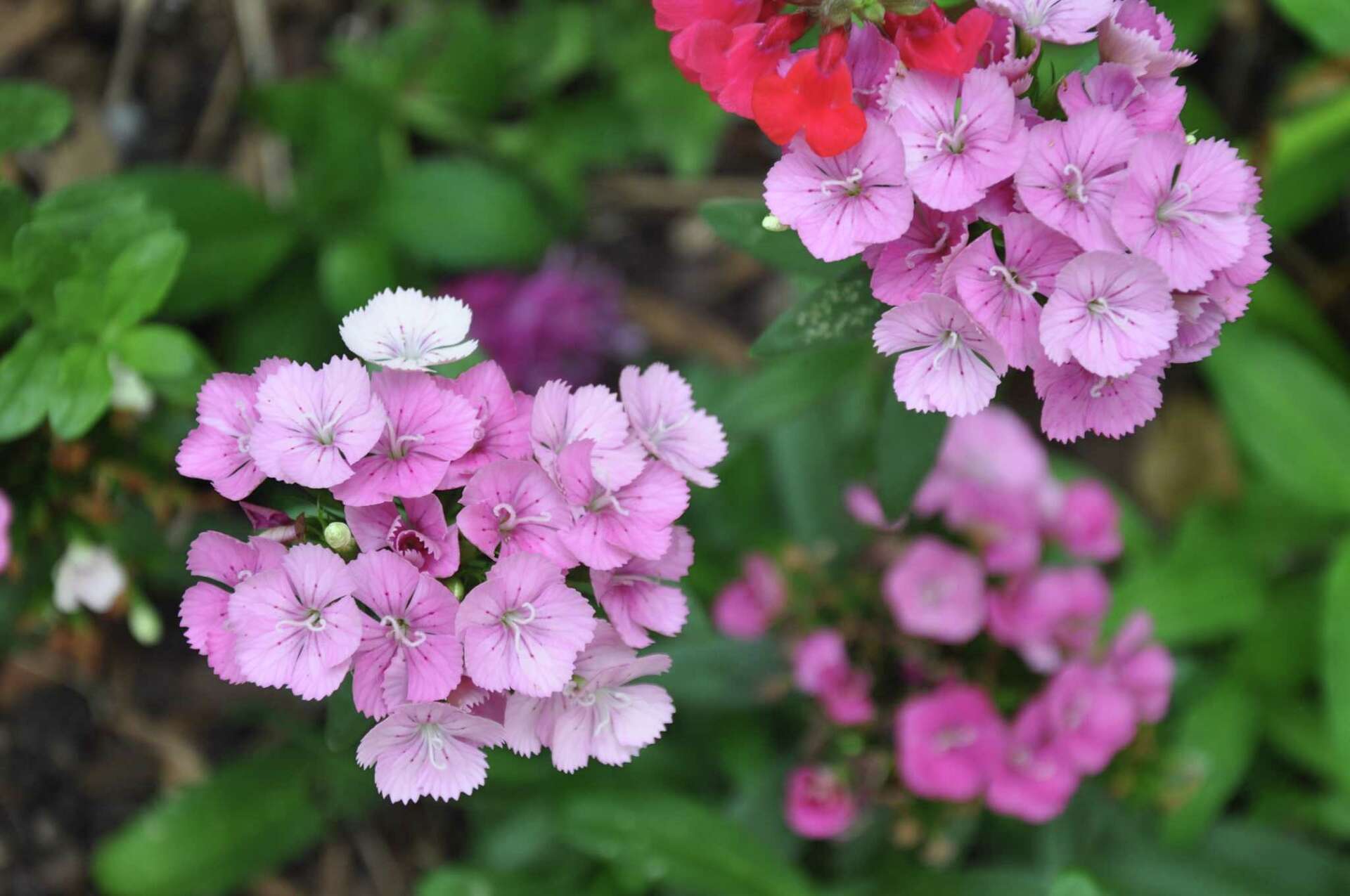 3 heirlooms for the garden: balsam, dahlia and dianthus