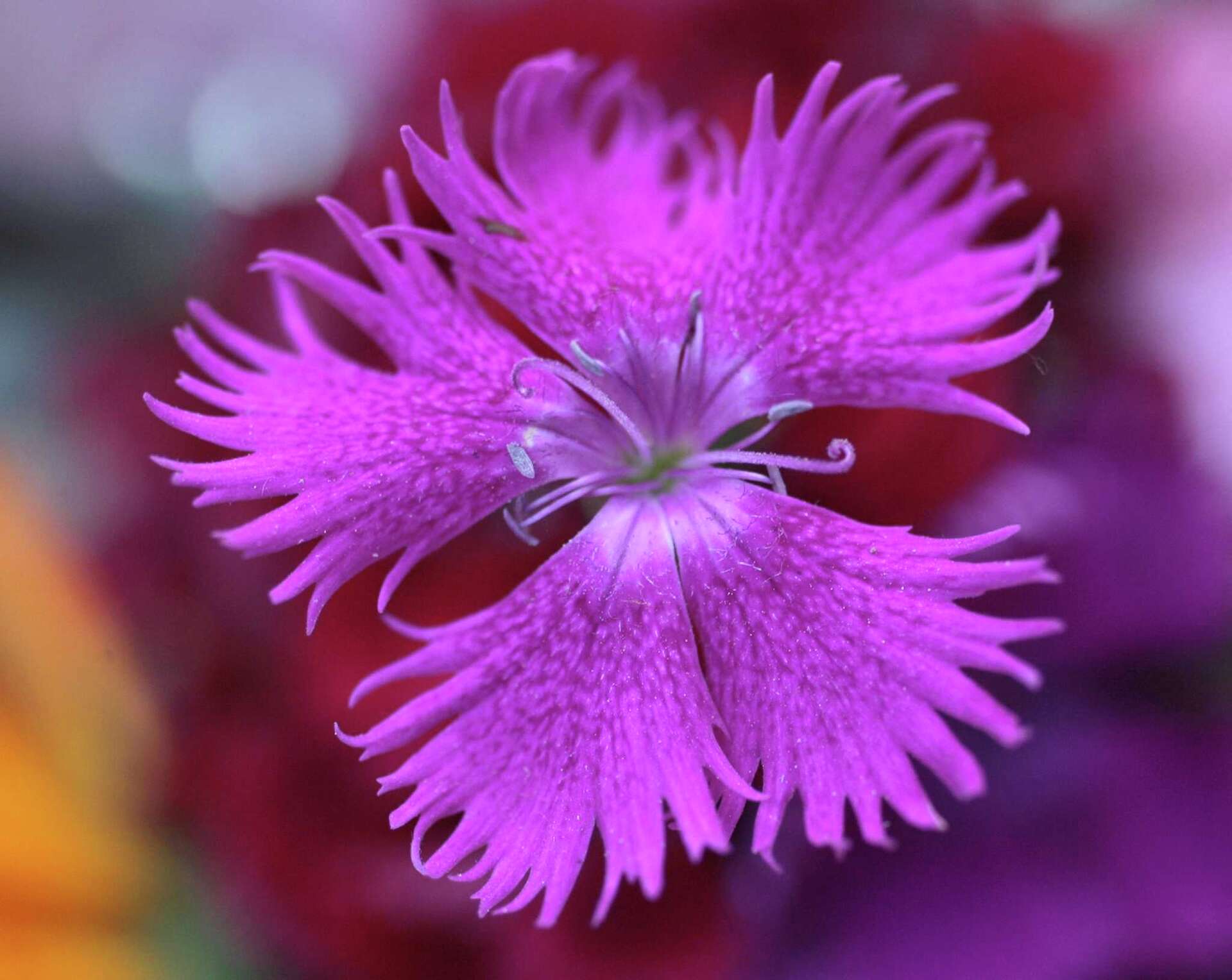 3 heirlooms for the garden: balsam, dahlia and dianthus