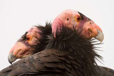 Chance to see condors worth the trek to Pinnacles National Park