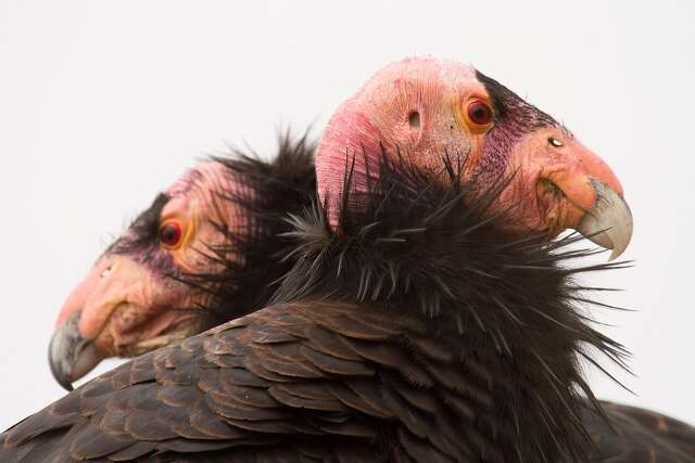 Chance to see condors worth the trek to Pinnacles National Park