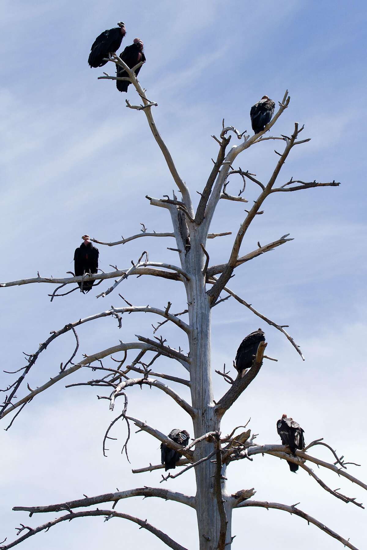 Calif. condors in Big Sur, Pinnacles have more interesting love lives ...