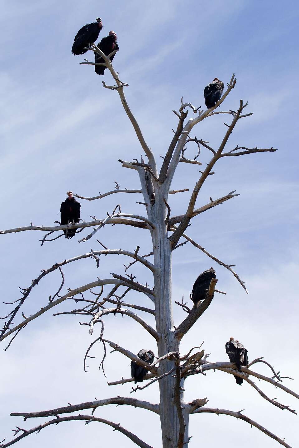 Chance to see condors worth the trek to Pinnacles National Park
