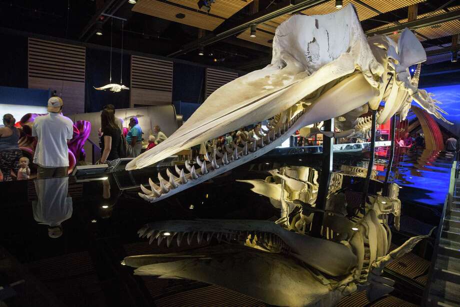 ‘Whales’ exhibit makes big impression at Witte Museum - San Antonio ...