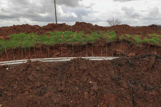 Mud makes a comeback in suburbia