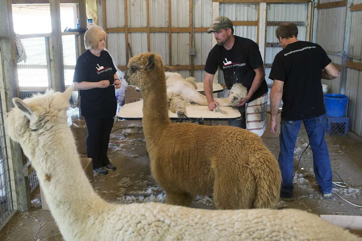 Shearing alpacas