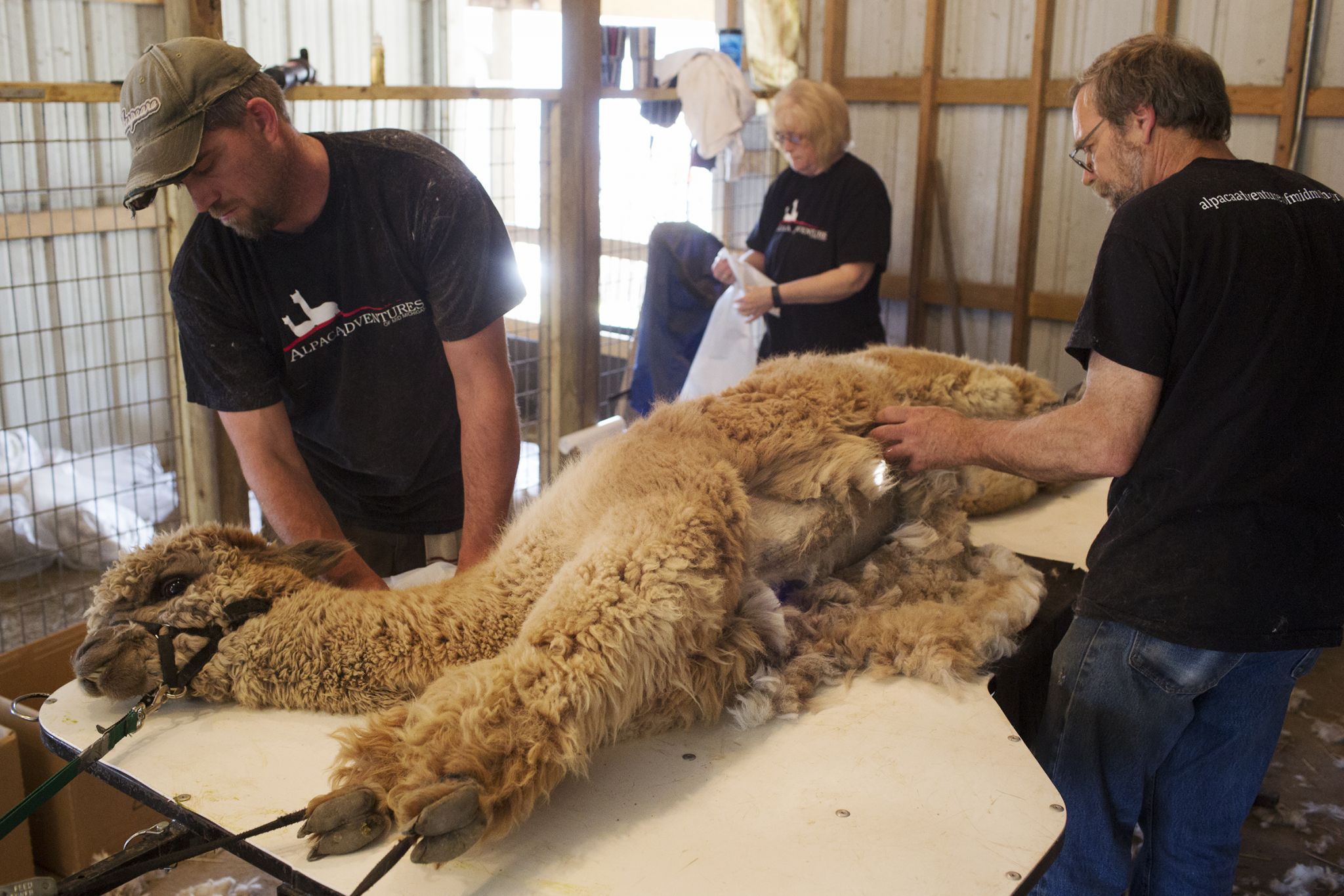 Shearing alpacas
