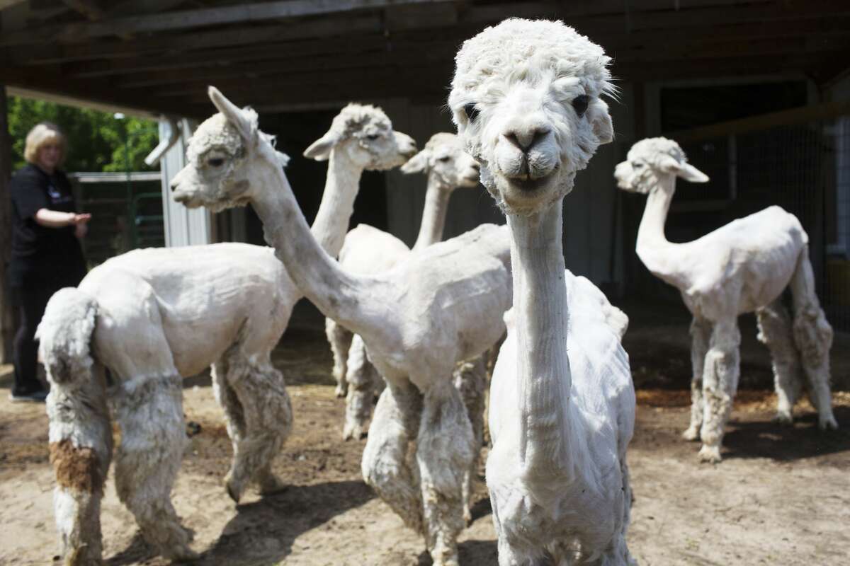 Shearing alpacas